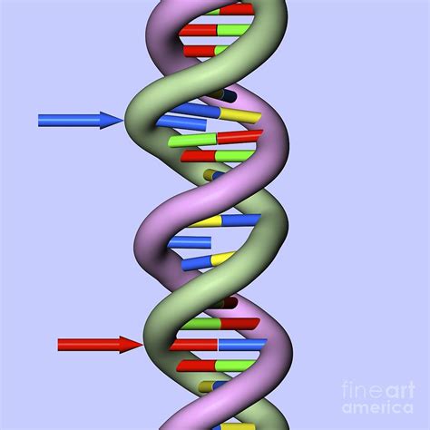 Dna Mutations 1 By Science Photo Library