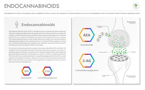 Pestel Business Analysis Tool Framework Royalty Free Vector