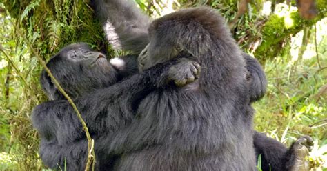 Scientist Discovers Gorillas Engaging In Lesbian Sex For The First Time