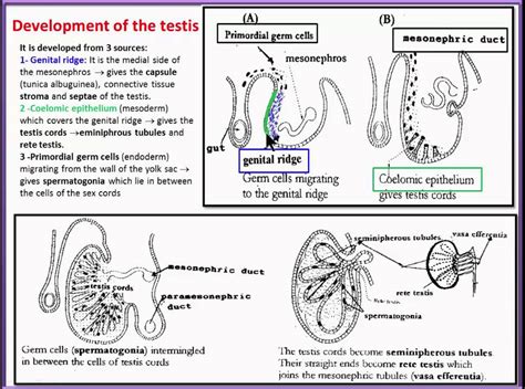 Development Of The Reproductive System Embryology 51 Off