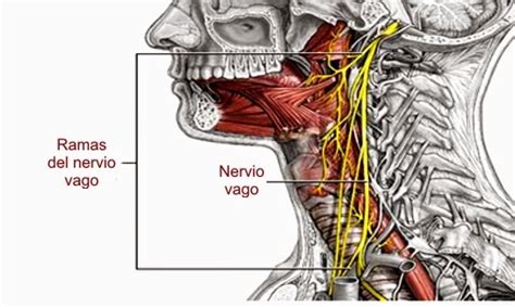 Nervio Vago Anatomia Nervio Vago En 5 Minutos Pbsnb