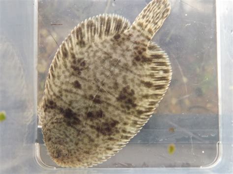 Hogchoker Trinectes Maculatus · Inaturalist