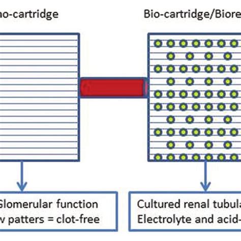 Illustration Of Components And Functions Of Implantable Bio Artificial
