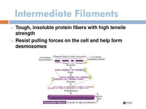 Cell Membranes Dr Nabil Khouri Ppt Download