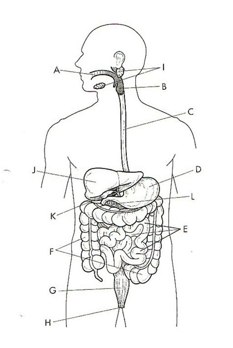 Digestive System Diagram Quizlet