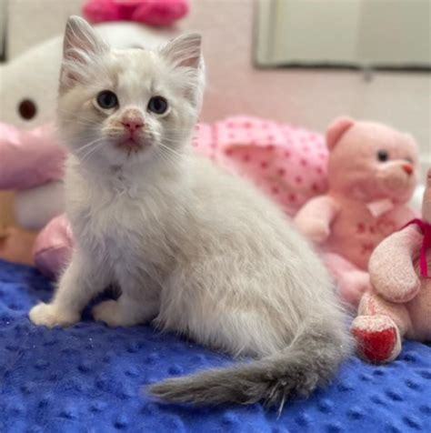 How Do Think My Raggie Will Look As An Adult R Ragdolls