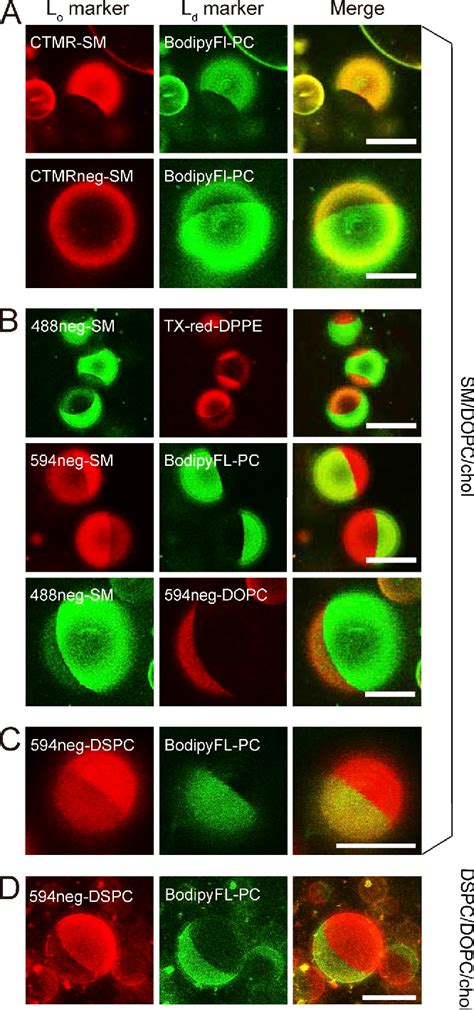Figure 1 From Raft Based Sphingomyelin Interactions Revealed By New