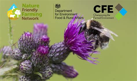 Bees Needs Awards 2022 2023 Cfe Online