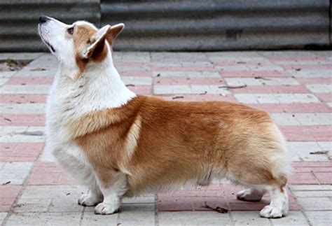 Laif Spring Dragonjoy Some Bunny To Love Bailey