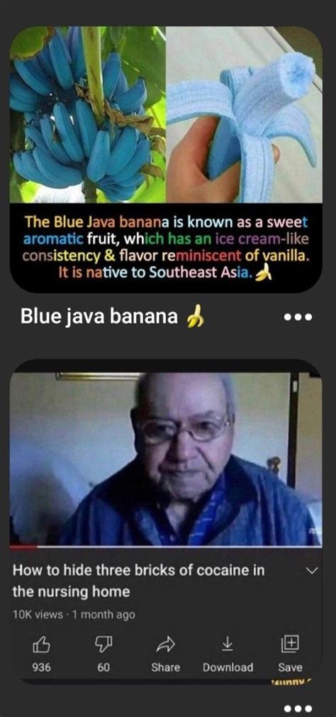 Blue Java Banana 🍌 Banana Banana Ice Cream Fun Facts