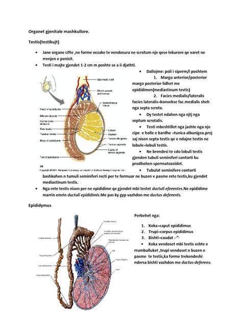 Organet Gjenitale Mashkullore Pdf