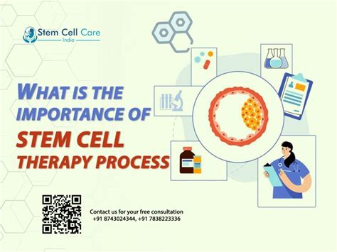 What Is The Importance Of The Stem Cell Therapy Process