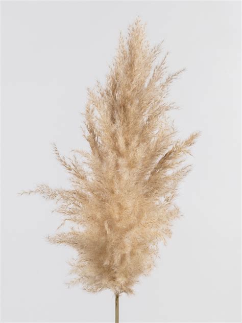 Кортадерія пісочно бежева преміум купити за ціною 129 грн • Dfb Elements Україна