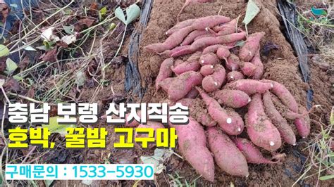 신바람 농자재 협력업체 판매상품 1533 5931 충남 보령 산지직송 호박 꿀밤 고구마 판매합니다 Youtube