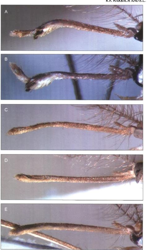 Clostridium Celatum Semantic Scholar