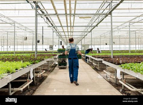 View From The Back Of Caucasian Agricultural Worker Carrying Salad