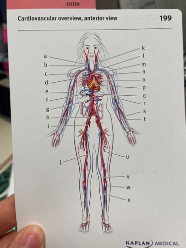 Cardiovascular System Flashcards Quizlet