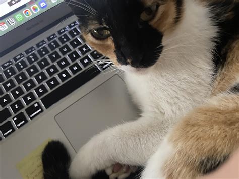 Meet Ginny Rcatsonkeyboards