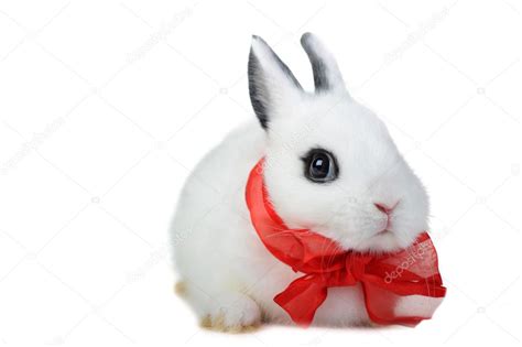 Rabbit with red ribbon — Stock Photo © Taden1 #2651958