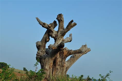 Naked Tree Photograph By Rakesh Sharma Fine Art America