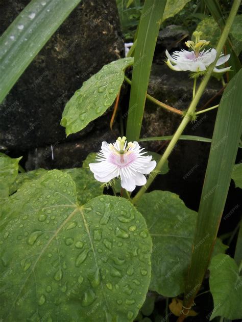 Premium Photo | Passiflora foetida or ermot flower, grows wild in abandoned land
