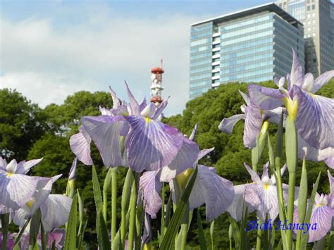 皇居東御苑の花菖蒲その2 桜から四季の花まで、江戸東京散歩日記