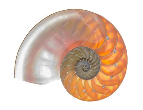 Premium Photo Nautilus Pompilius Living Fossil Mollusca Chambered