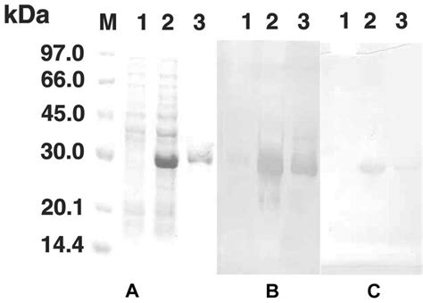 A 12 SDS PAGE Of Protein Extracted From E Coli Containing PASCP