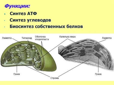 Строение и функции растительной клетки презентация онлайн