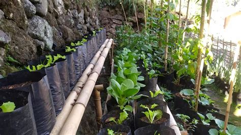 Memanfaatkan Pekarangan Rumah Untuk Berkebun Panen Mentimun Dan Pare