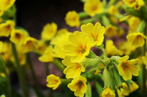 무료 이미지 식물학 노랑 정원 플로라 야생화 꽃들 뾰족한 꽃 수선화 Cowslip 매크로 사진 꽃 피는