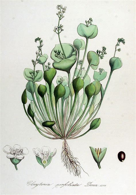 Miners Lettuce Facts And Health Benefits