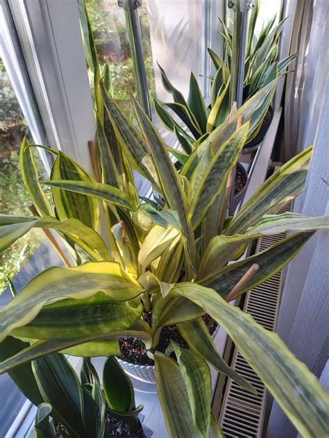 Pin van Romkje Lichthart op Sansevieria