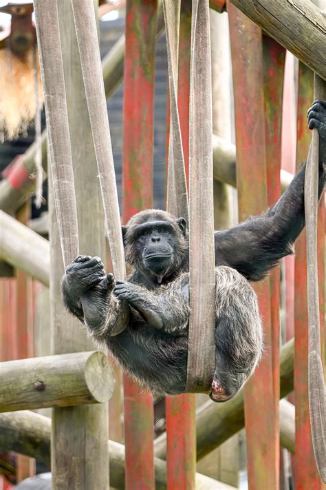 Monkey World Ape Rescue Centre Official Facebook Page Sally Sits