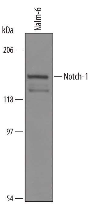Human Notch 1 Antibody Af5317 Randd Systems