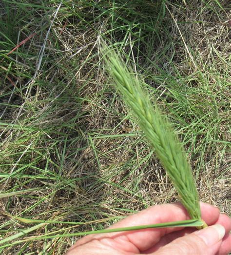 Wild Ryes And Wheatgrasses From Decker Prairie Preserve Austin Travis Co Tx Usa On May 21
