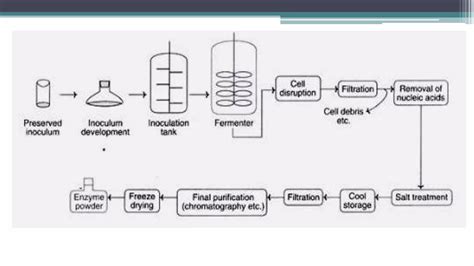 Production Of Enzymes Pptx