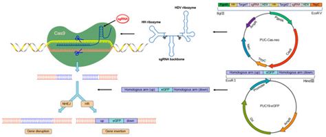 JoF Free Full Text Establishment Of A CRISPR Cas9 Mediated