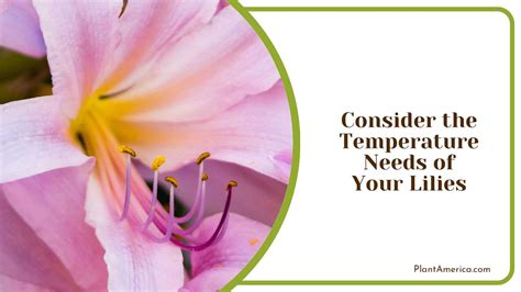 How To Transplant Surprise Lilies 12 Quick Steps To Follow Plant America