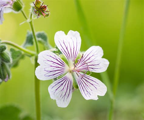 Hardy Geranium Varieties