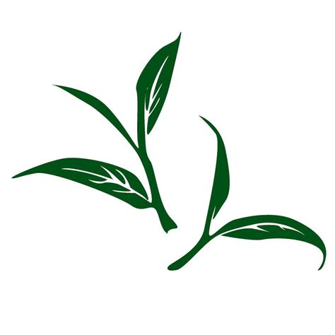Tea Leaf Vector Png Green Tea Leaves Png Images Psd Free Download