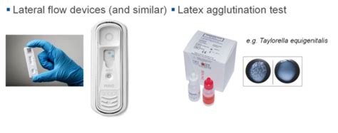 Diagnostic Tests Flashcards Quizlet