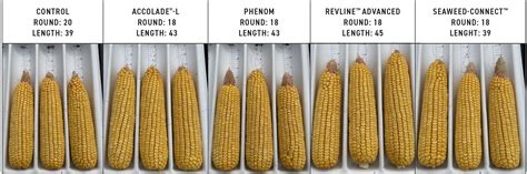 2023 Central Illinois Corn Biological Study In Furrow Visual Results