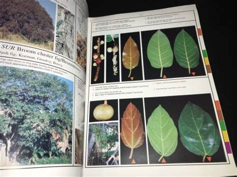 German Books Sa Ficus Identification For Wild Figs In S A By