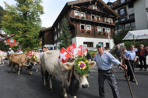Farmers With A Herd Of Cows On The Annual Transhumance On The St Editorial Stock Image Image