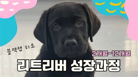 리트리버 성장과정 2개월 12개월 블랙랩 히로 성장일기 Youtube