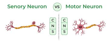 Physio Exam 4 Synapse Neurotransmitters Flashcards Quizlet