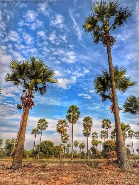 ပျောက်ကွယ်လုနီးပါးဖြစ်လာတဲ့ အညာအလှနဲ့ ထန်းပင် ထန်းသားဘဝများ