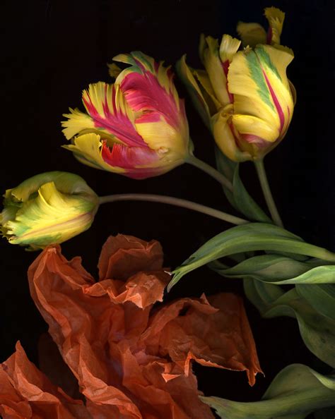 Twelve Flowers By Katinka Matson