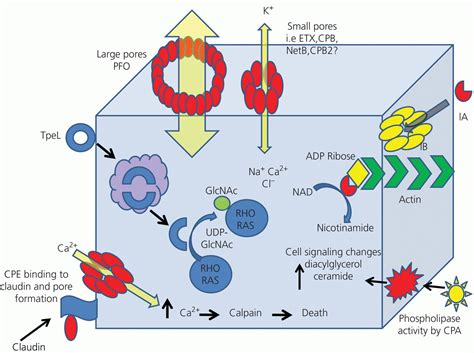 Bacillary Hemoglobinuria Veterian Key